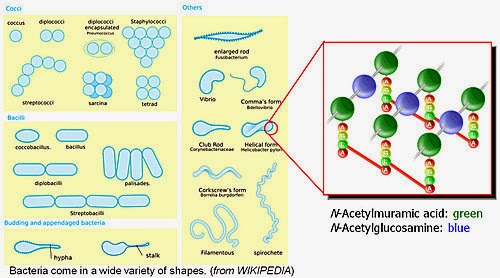 抗生素的介紹 Part III 之一：Moenomycin A - 科學，就是醬